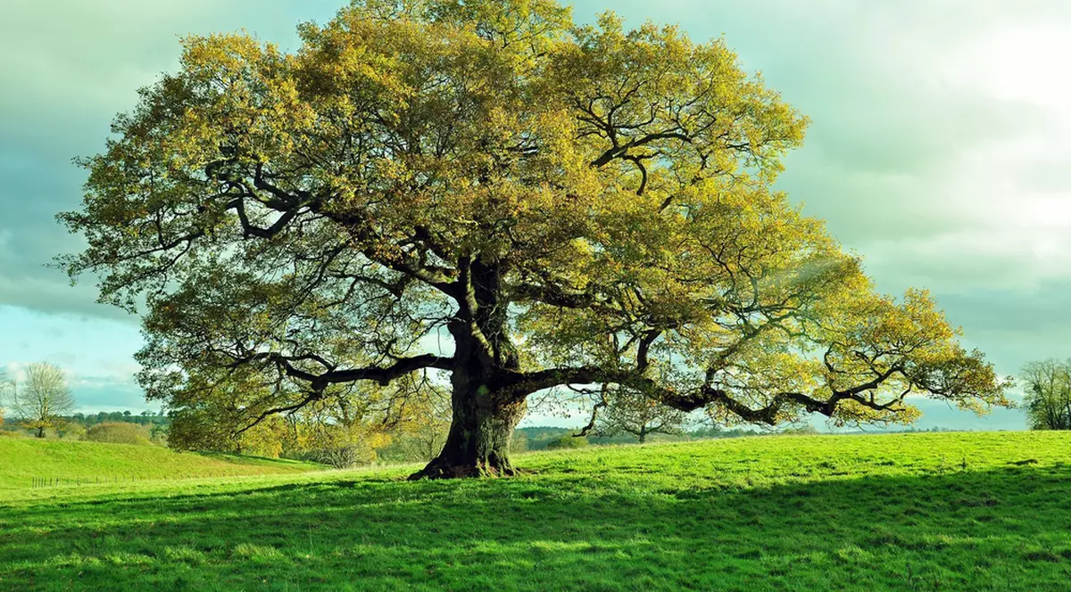 Cei Mai Bătrâni Copaci De Pe Glob - Cei Mai Logevivi Arbori | Libertatea