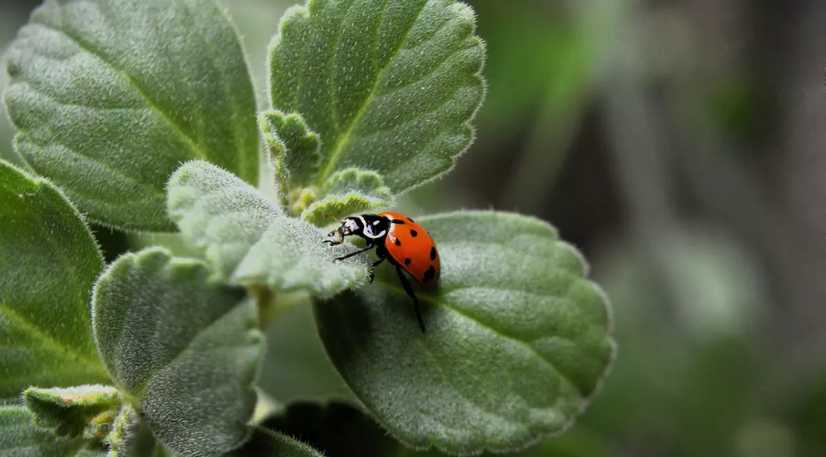 Curiozităţi Despre Buburuze – De Ce Sunt Nişte Insecte Utile | Libertatea