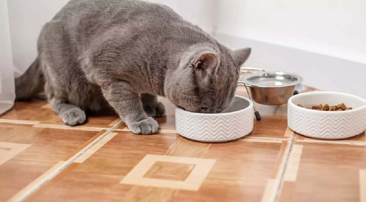 Cât trebuie să mănânce o pisică pe zi