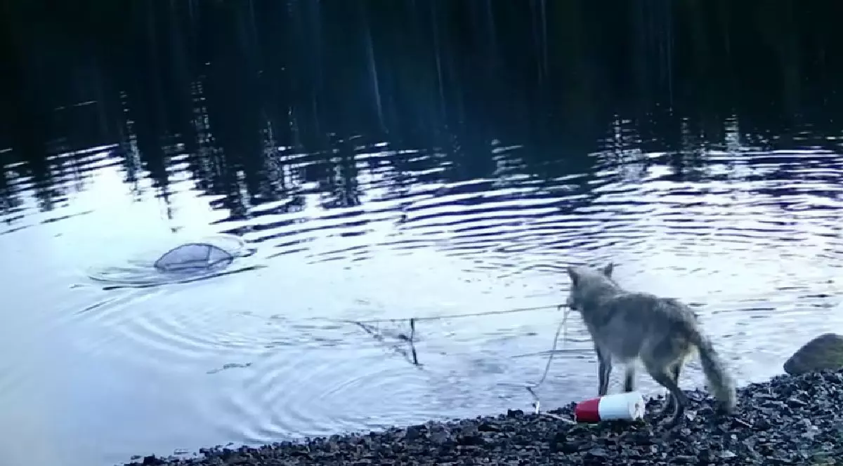 Prima dovadă documentată a unui lup sălbatic care folosește unelte ...