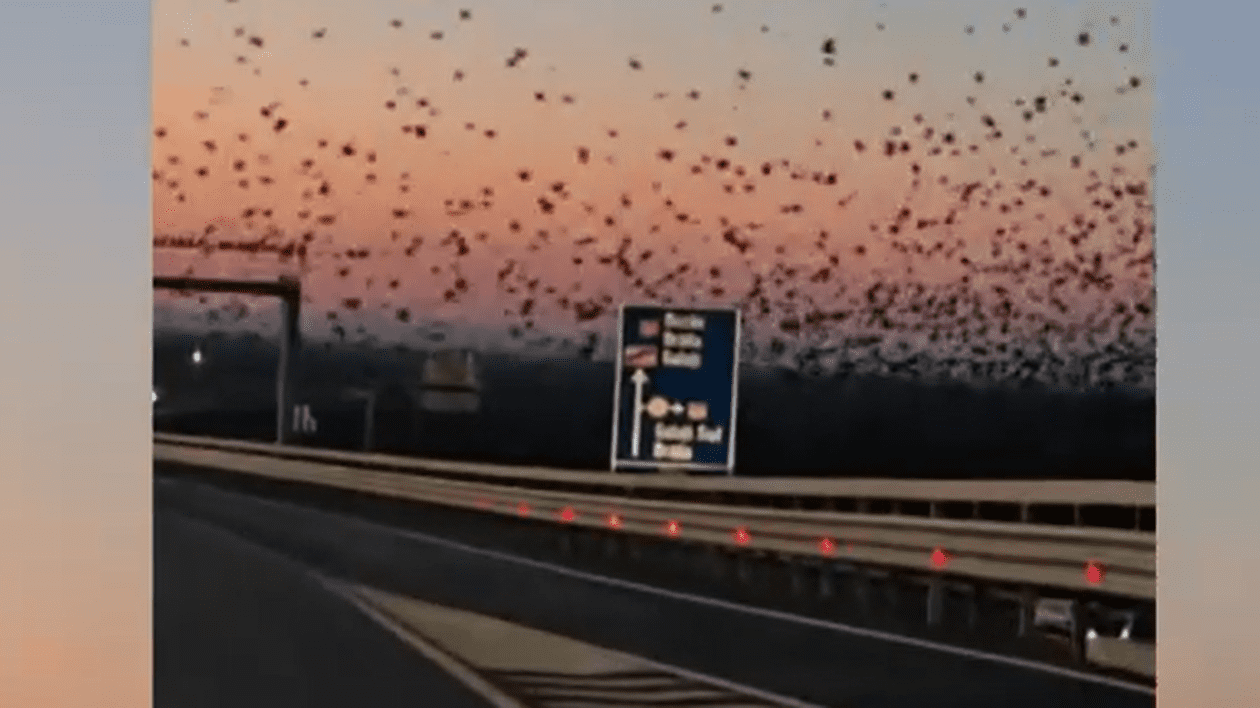 Spectacol Pe Cer La Dunăre: Mii De Ciori Au Invadat Zona Podului Dintre ...