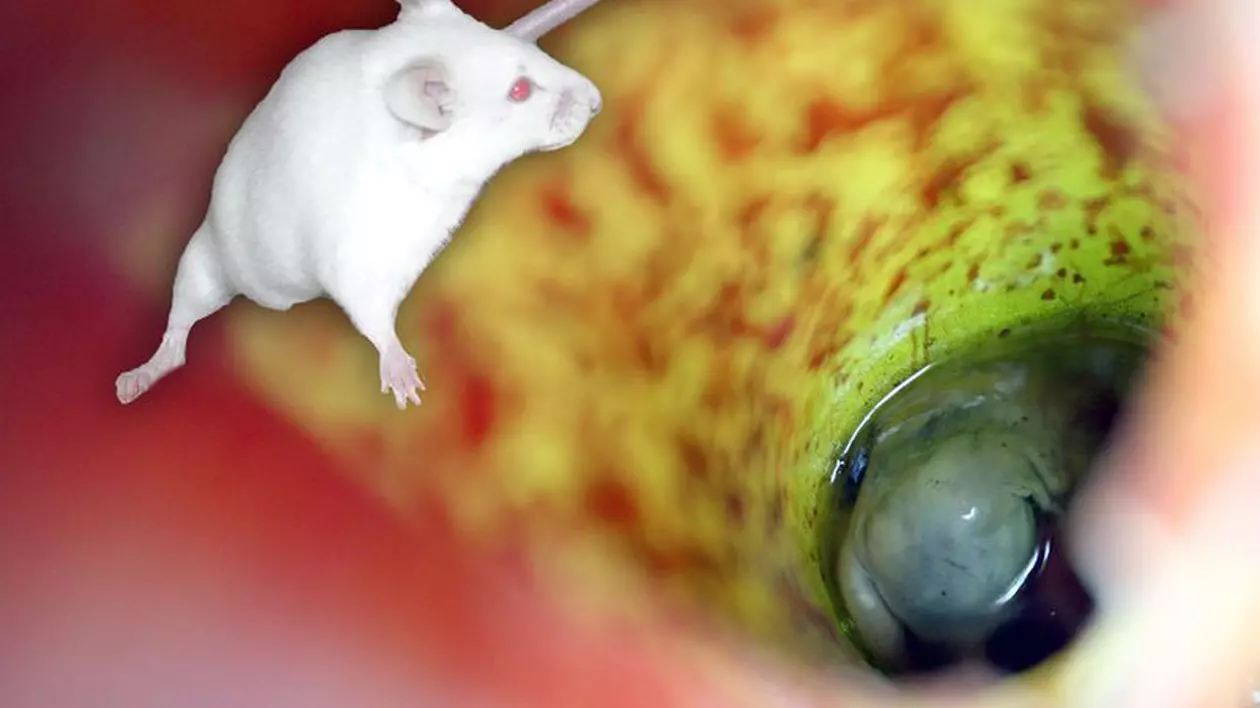 S-a Descoperit Cea Mai Mare Plantă Carnivoră | Libertatea