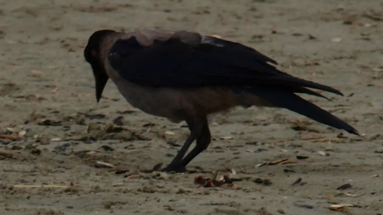 Zeci De Ciori Moarte, Descoperite într-un Parc Din Roman | Libertatea