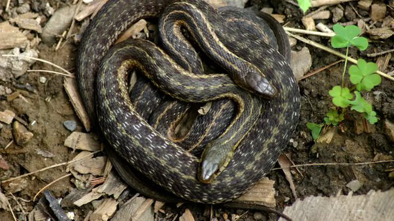Locuitorii Unui Imobil De Pe Calea Griviţei, ÎNSPĂIMÂNTAŢI! I-au ...