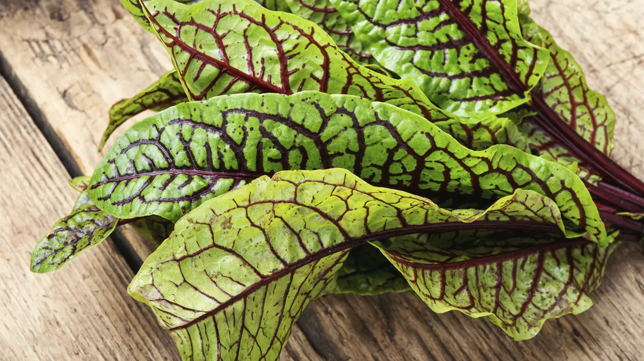 Măcriș - Proprietăți și Beneficii. Planta Minune Care Acrește Ciorbele ...