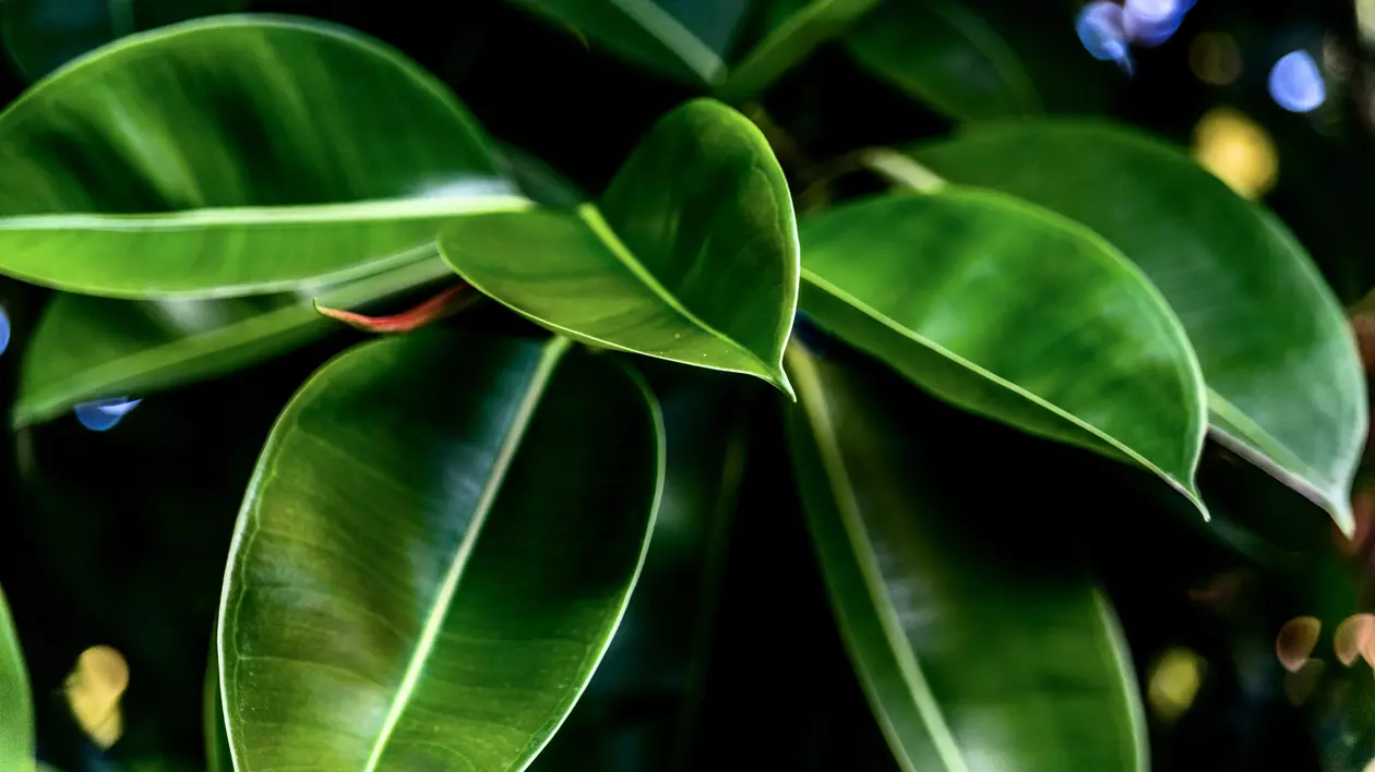 Ficus. Cum Se Plantează și Cum Se îngrijește Una Dintre Cele Mai Iubite ...