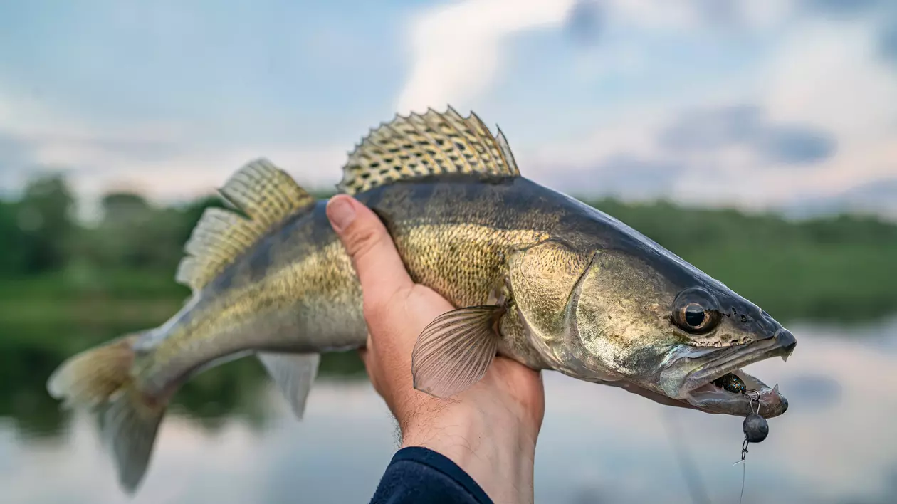 Șalăul - Unde Se Găsește, Cum Arată și Cum Se Gătește. Rețete ...
