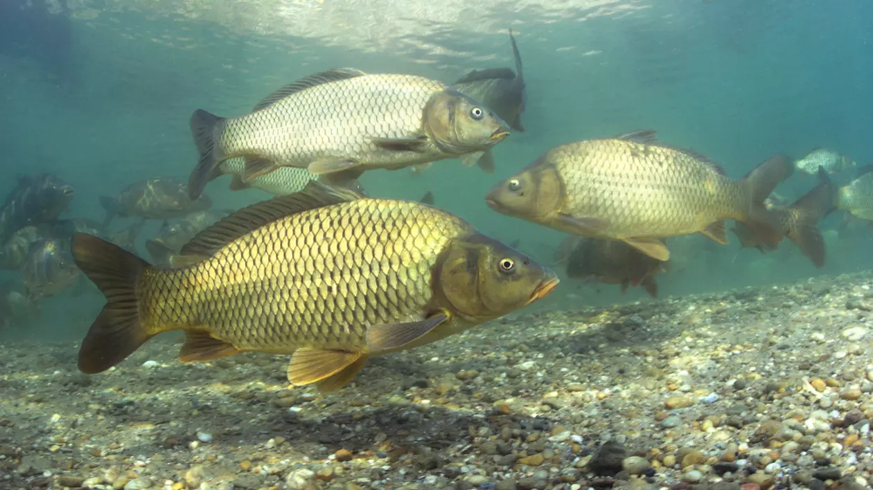 Crapul - Unde Trăiește, Ce Mănâncă, Cum Se Gătește. Rețete Cu Crap ...