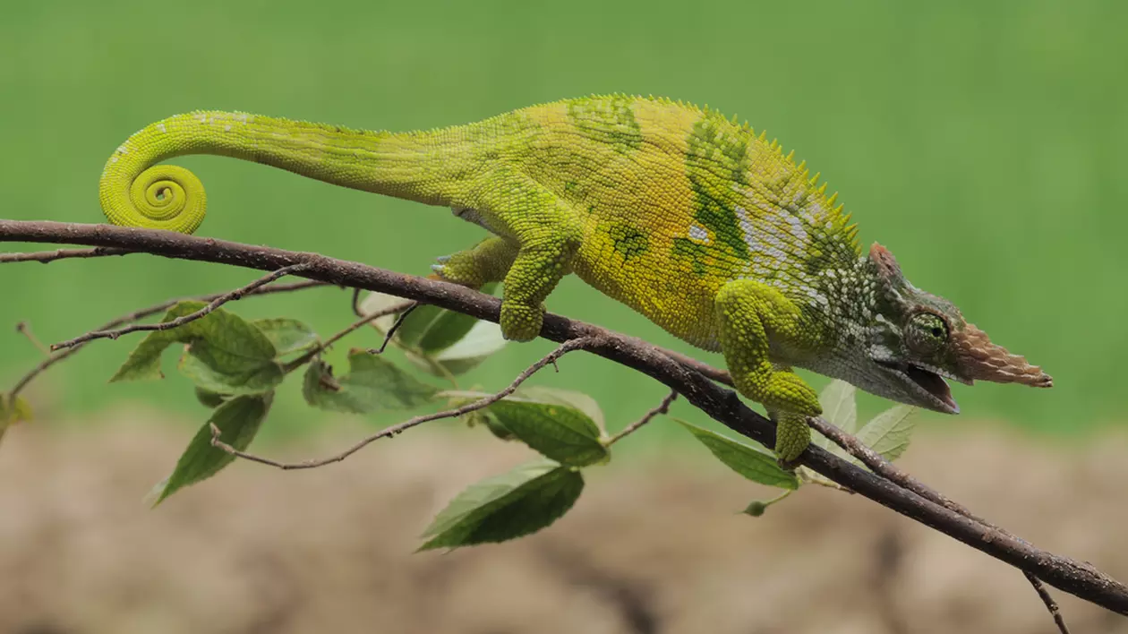 Cameleonul - Lucruri Surprinzătoare și Curiozități Despre Aceste ...