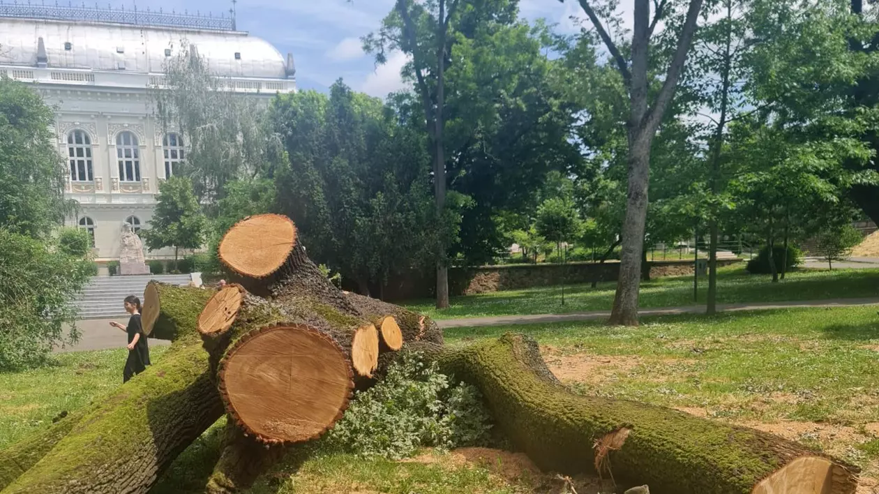 Primăria Arad A Tăiat Un Stejar Care Avea 150 De Ani. Demersul ...