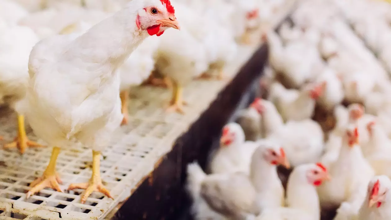 Un Pui De Carne Crescut în 30 De Zile E Echivalentul Unui Bebeluș Care ...