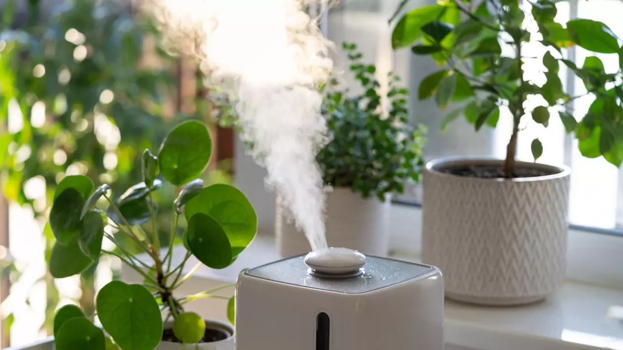Cum Să Obții Un Nivel Optim De Umiditate în Casă | Libertatea