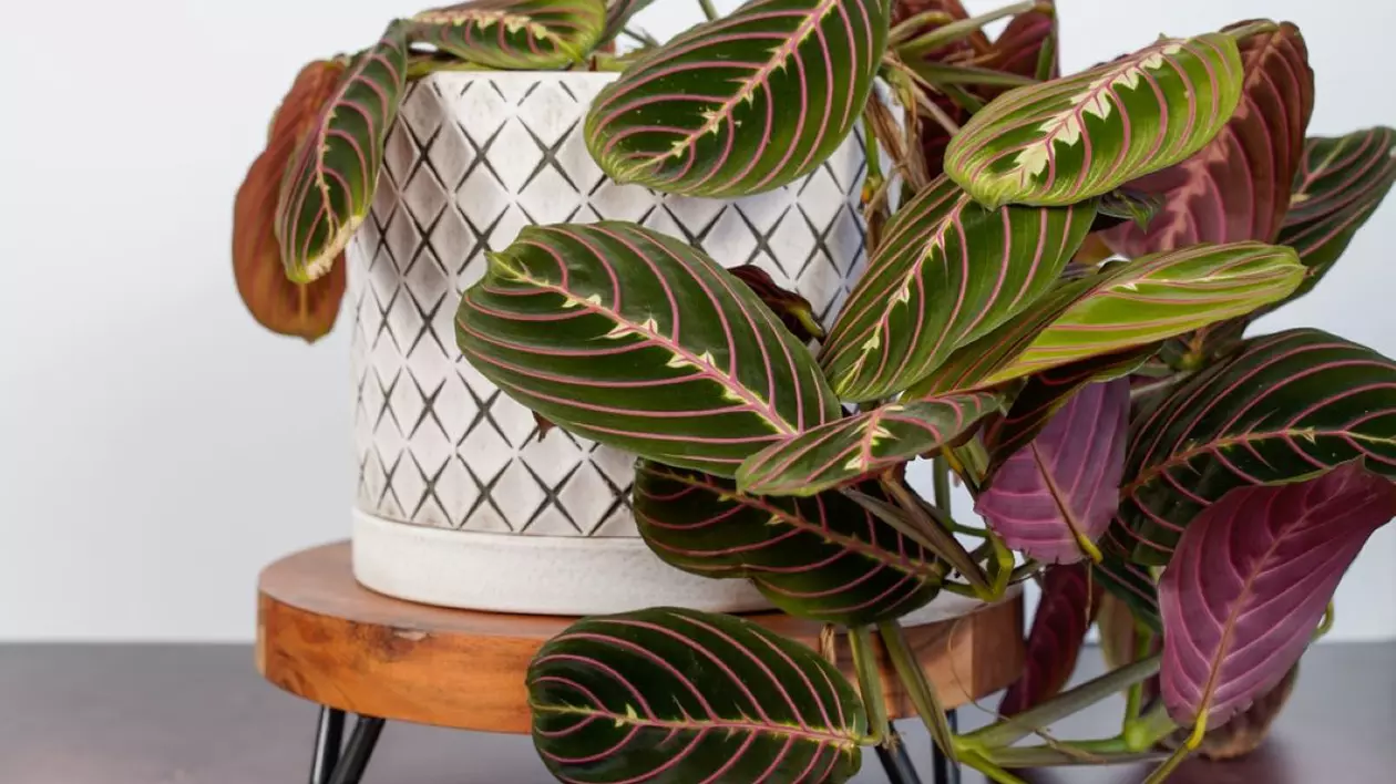 Maranta Leuconeura, Planta Care Se Roagă -îngrijire, Beneficii și ...