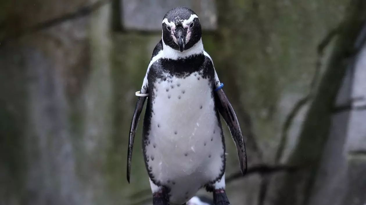 Un Pinguin-împărat A Făcut Cea Mai Lungă Călătorie Cunoscută Vreodată ...