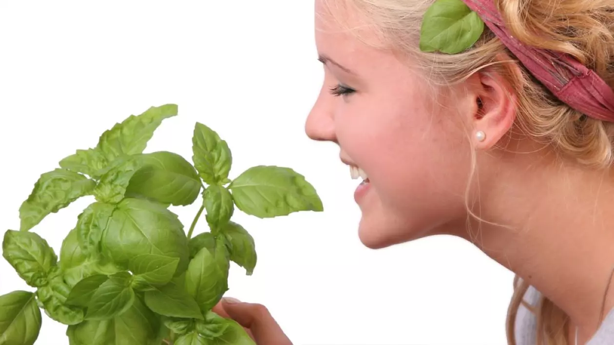 Când Se Pune Busuioc Sub Pernă De Bobotează și Ce Semnificație Are ...