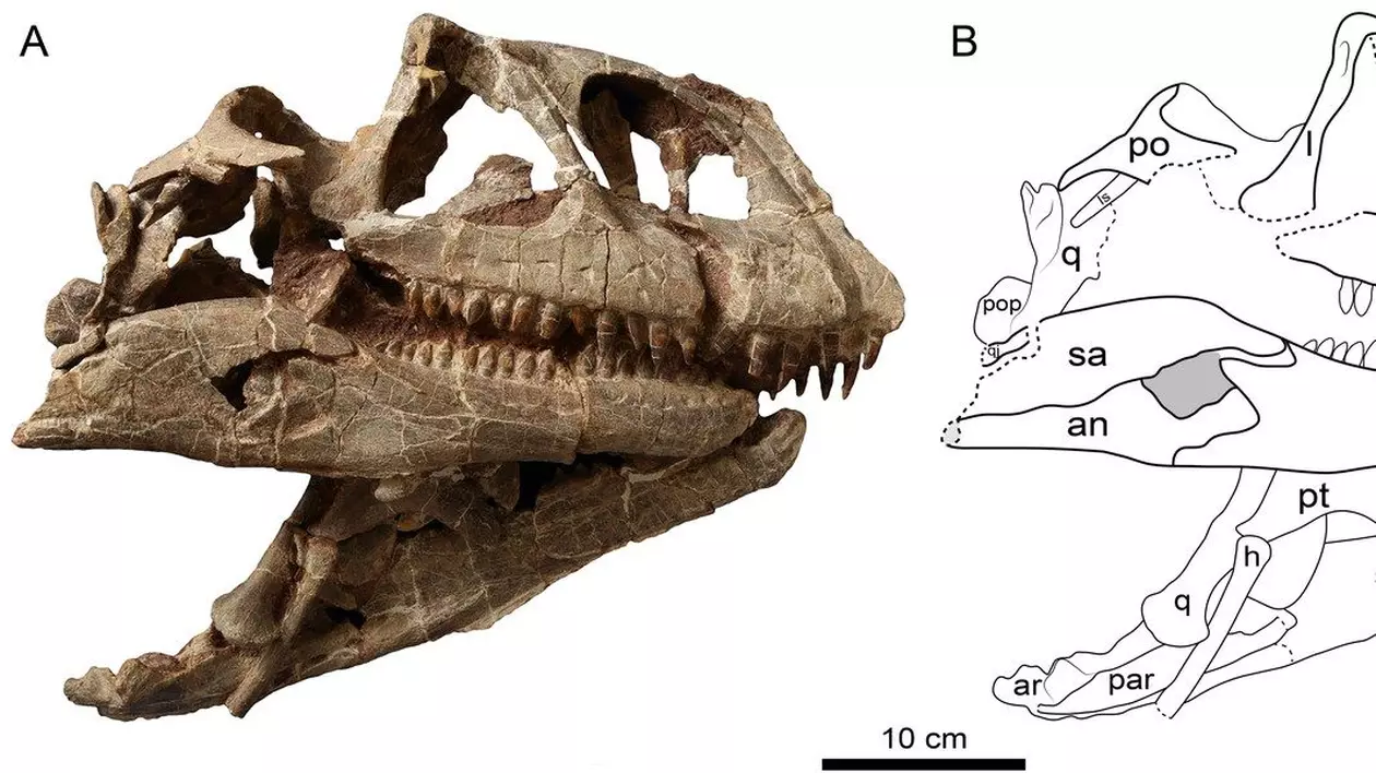 Craniu Uriaș De Dinozaur Descoperit în China: O Nouă Specie De ...