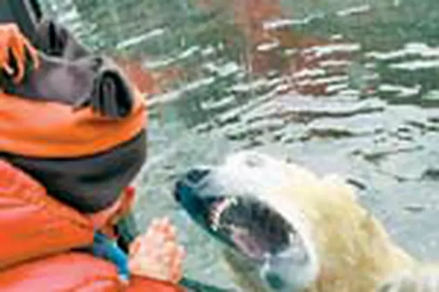 Se Transforma Knut Intr-o Bestie? | Libertatea