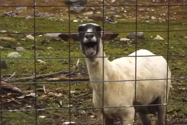 VIRAL! O OAIE CARE ŢIPĂ A Devenit Vedetă Pe Internet | VIDEO | Libertatea