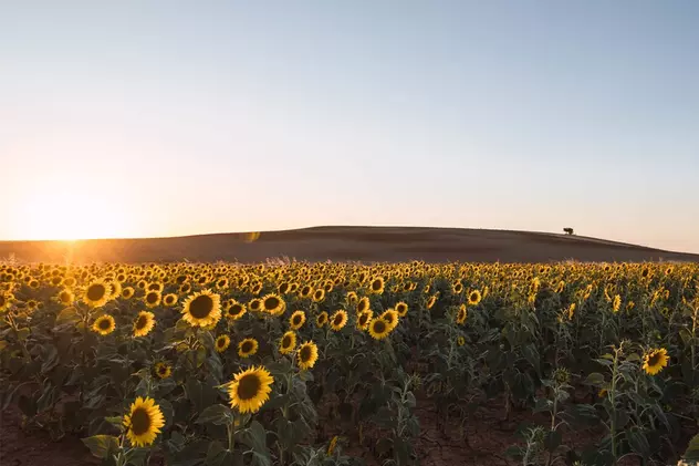 Cum Să Plantezi Floarea Soarelui Pentru Recolte Bogate ? | Libertatea