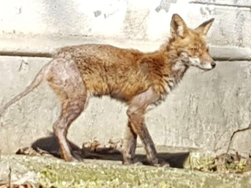 Vulpe Filmată în Cetatea Alba Iulia. Animalul Părea Bolnav | Libertatea