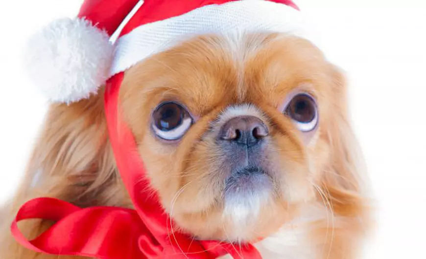 Rase De Câini Mici - Cei Mai Inteligenți și Prietenoși Căței De Talie ...