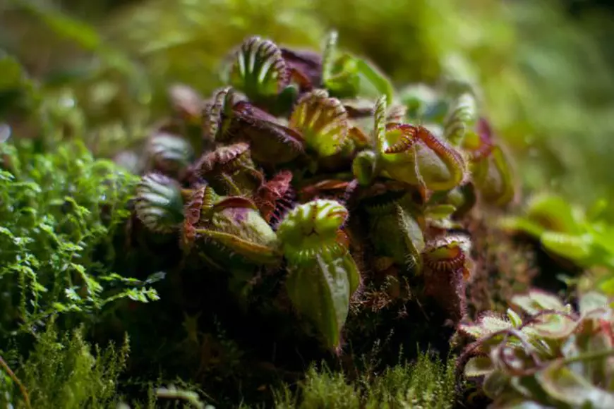 Plante Carnivore - Curiozități Despre Plante Care Se Hrănesc Cu Insecte ...
