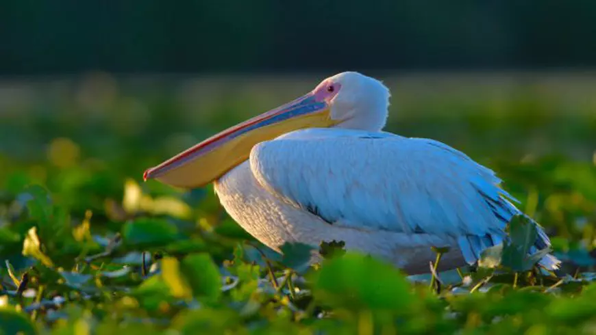 Delta Dunării - Curiozități Despre Cea Mai Bine Conservată Deltă ...