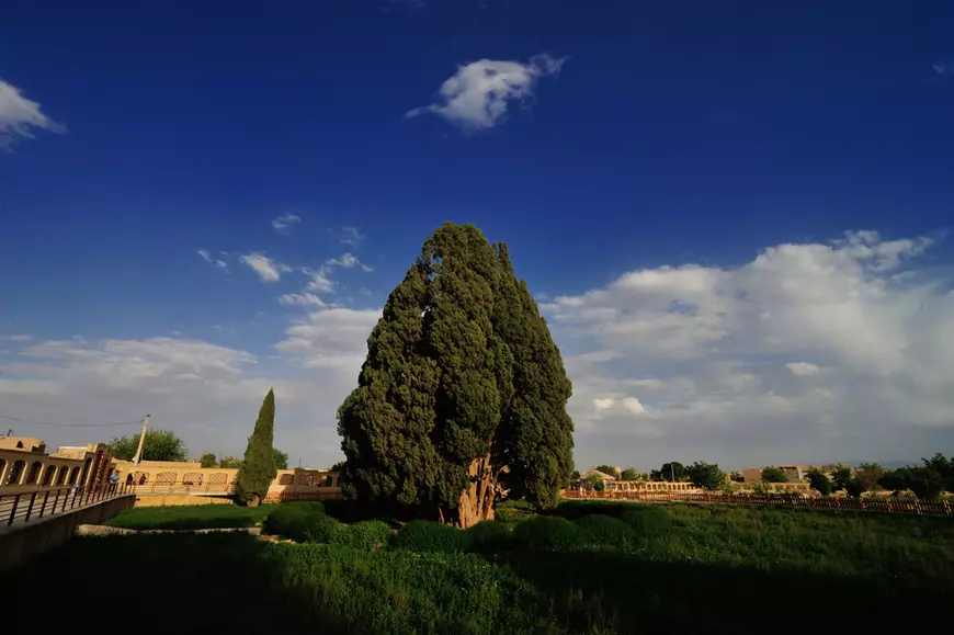 Cei Mai Bătrâni Copaci De Pe Glob - Cei Mai Logevivi Arbori | Libertatea