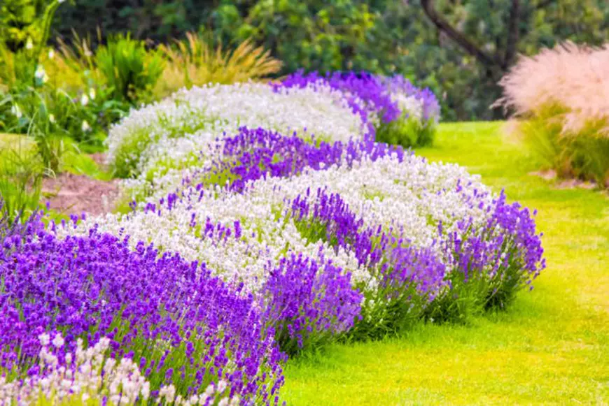Lavanda - Beneficii, Plantare, îngrijire și Curiozități Despre Lavandă ...