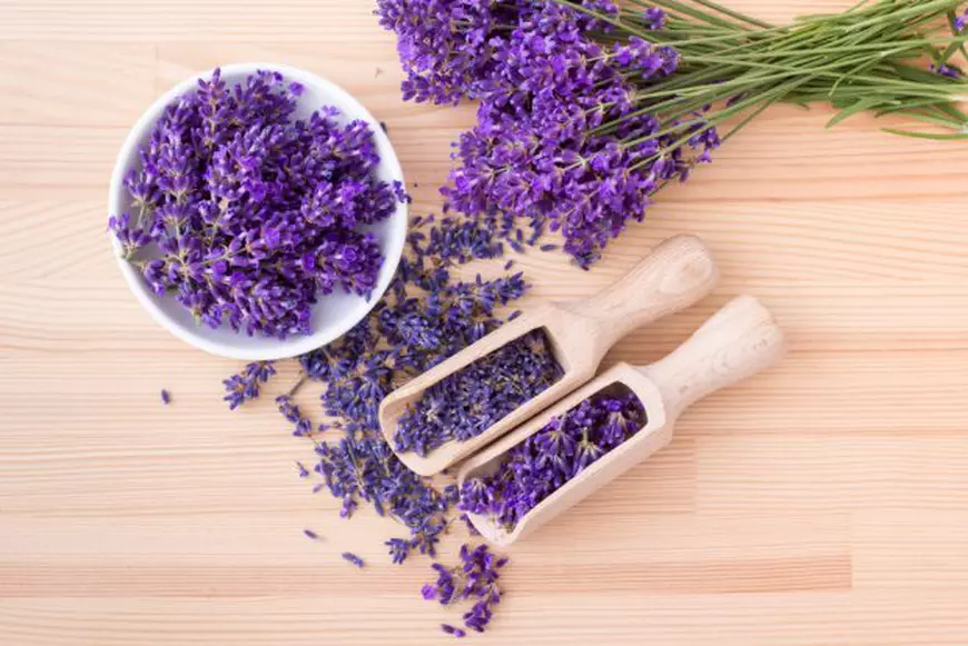 Lavanda - Beneficii, Plantare, îngrijire și Curiozități Despre Lavandă ...