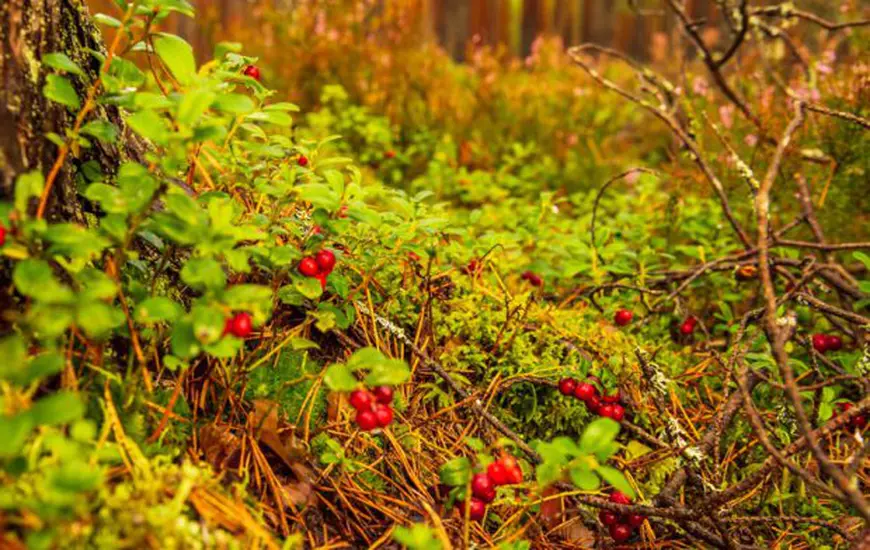 Merișoare - Ce Beneficii Au și Cum Se Consumă. Rețete Cu Merișoare ...