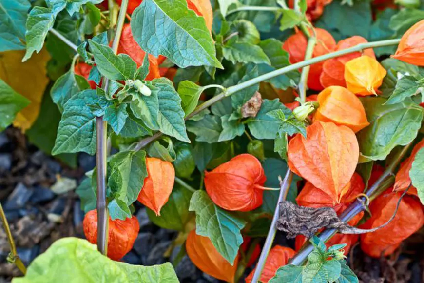 Physalis - Ce Beneficii Are, Cum Se Mănâncă și Cum Se Cultivă | Libertatea