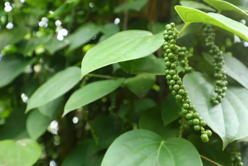 Piper - De Câte Tipuri Este și Ce Beneficii Are. Curiozități Despre ...