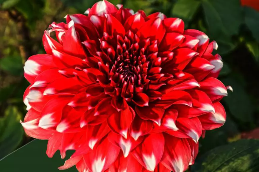 Dalii - Plantare și îngriire. Cum Să îți Colorezi Grădina Sau Balconul ...