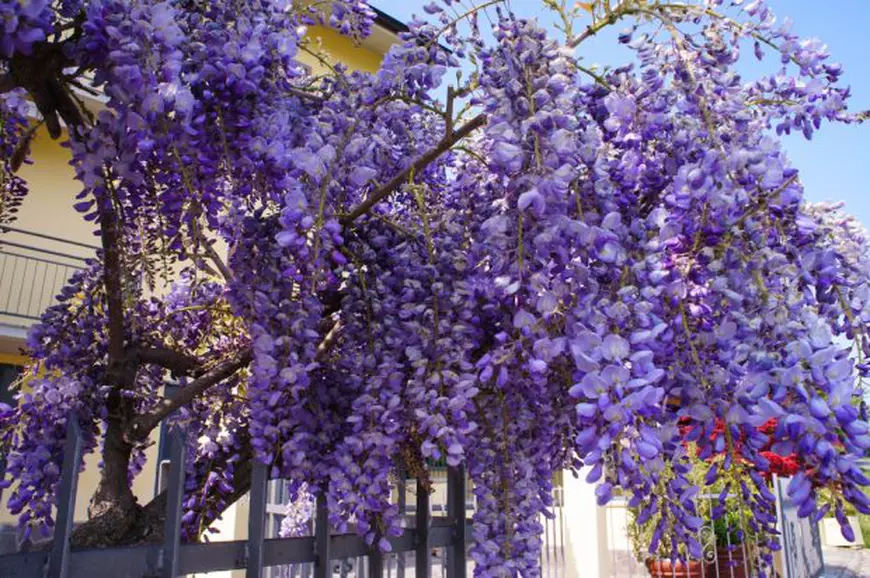 Glicina - Plantare, îngrijire și Curiozități. Cum Să Te Bucuri Din Plin ...