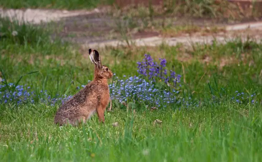 Animale Sălbatice Din România. Ce Specii Trăiesc în țara Noastră ...