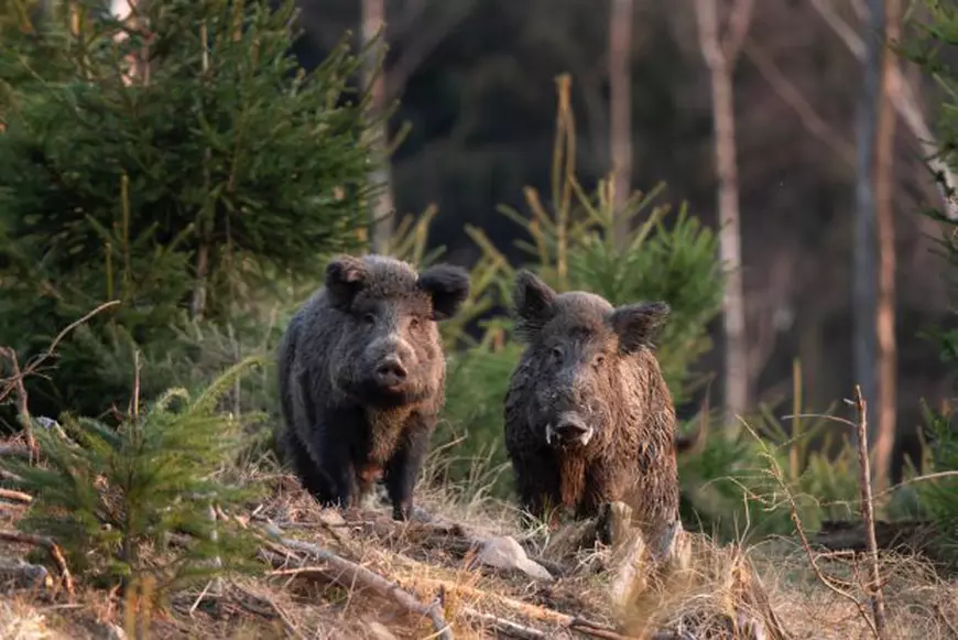 Animale Sălbatice Din România. Ce Specii Trăiesc în țara Noastră ...