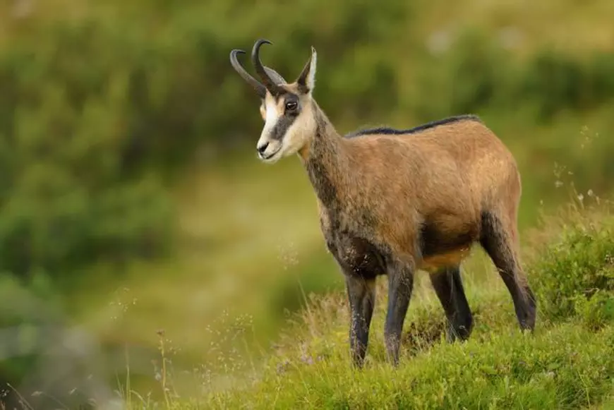 Capra Neagră - Curiozități și Lucruri Uimitoare Despre Acest Animal ...