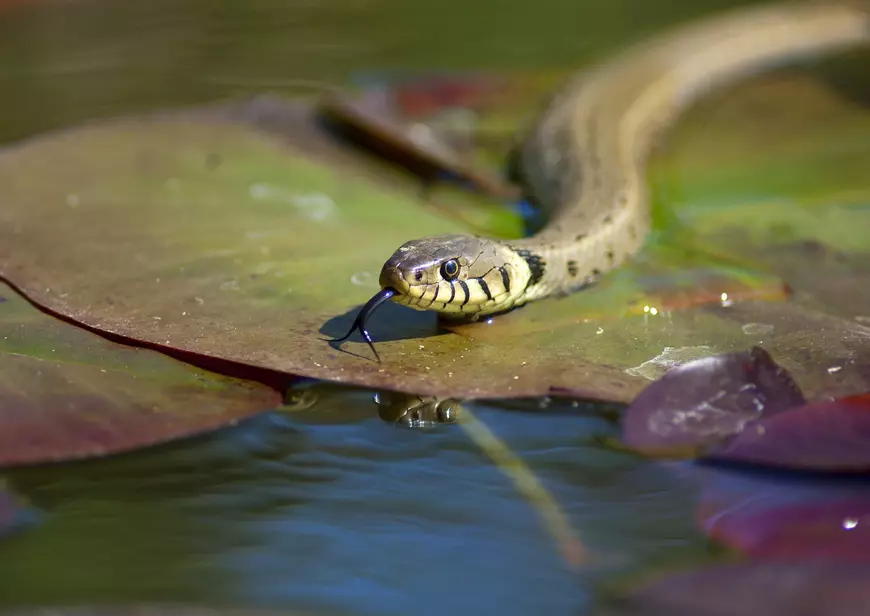 Specii De șerpi Din România. Care Sunt Cei Mai Veninoși | Libertatea