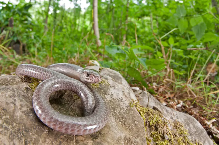 Specii De șerpi Din România. Care Sunt Cei Mai Veninoși | Libertatea