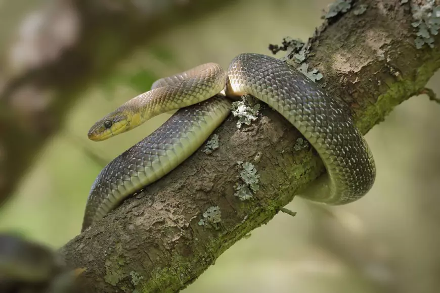 Specii De șerpi Din România. Care Sunt Cei Mai Veninoși | Libertatea