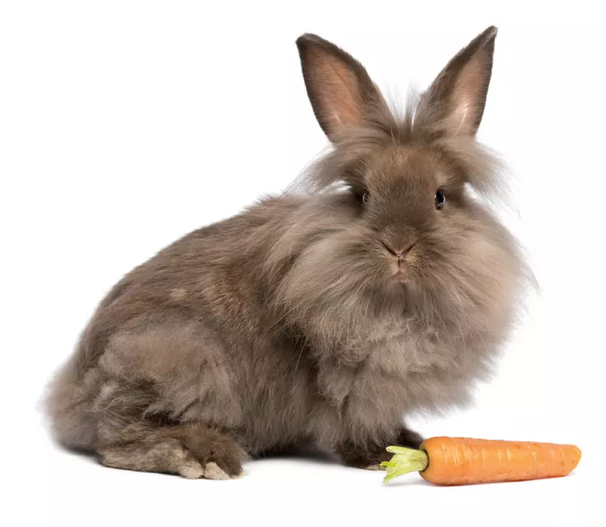 Iepurele Ca Animal De Companie. Ce Rase De Iepuri Să Alegi | Libertatea