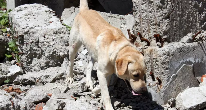 Misiunea Câinilor Români Trimiși în Turcia: Găsesc Viață Acolo Unde ...