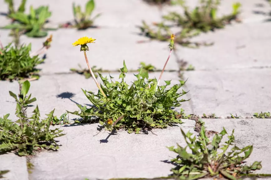 Cum Să Scapi De Iarba şi De Buruiana Dintre Pavele | Libertatea