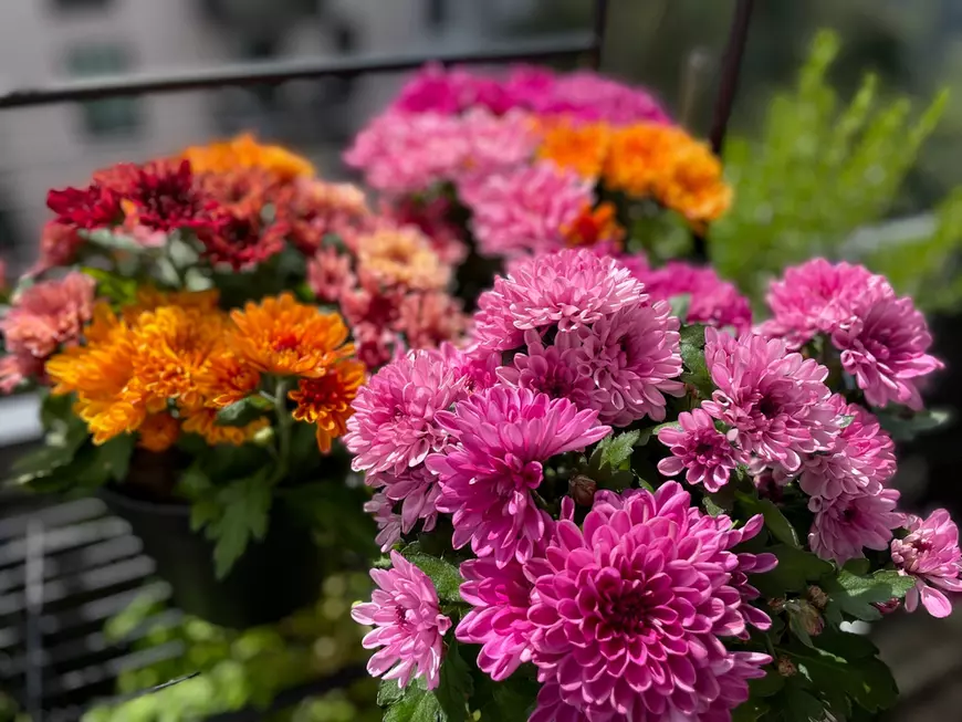 Flori Care înfloresc Toamna - Cele Mai Frumoase Flori De Toamnă ...