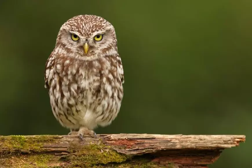 Care Este Diferenţa Dintre Bufniţă şi Cucuvea | Libertatea