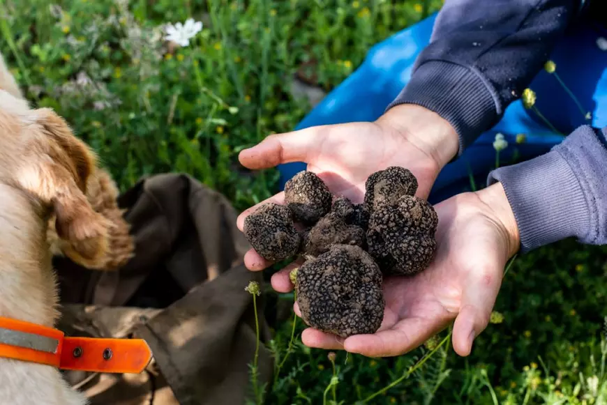 Care sunt cele mai potrivite rase de câini pentru căutat trufe